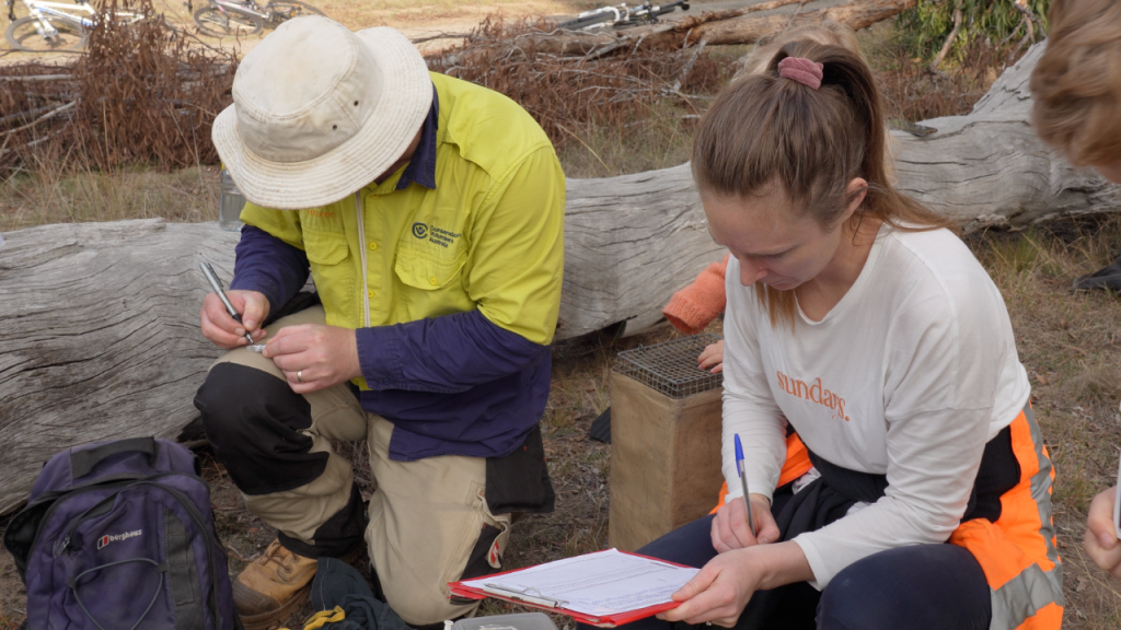 Back from Extinction: How the Eastern Barred Bandicoot Made History ...